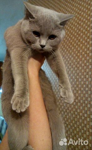 Отдам британскую кошечку
