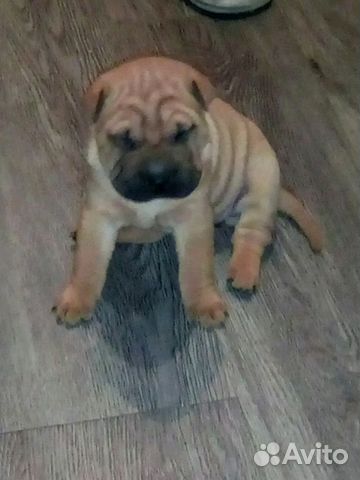 Щенки шврпея