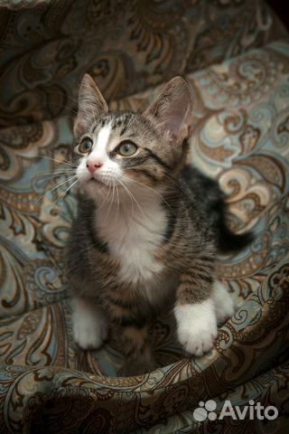 Котенок Монечка в добрые руки