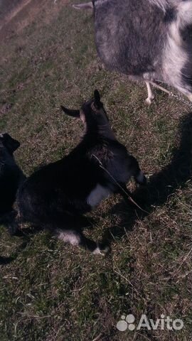 Продам козлят