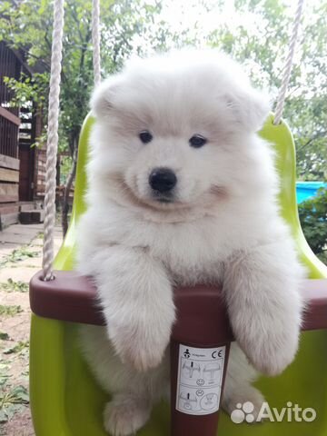 Щенки самоеда