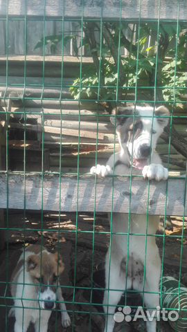 Среднеазиатские овчарки