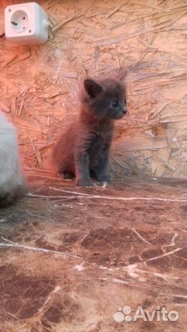 Котенок