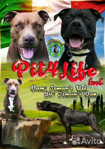 Щенки питбуля Италия питомник