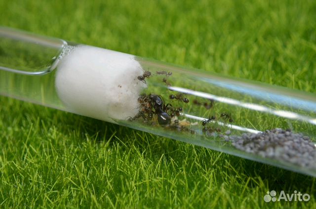 Муравьи Messor structor, Camponotus nicobarensis