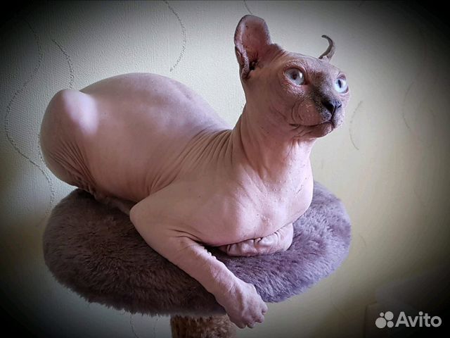 Эльфы- парой