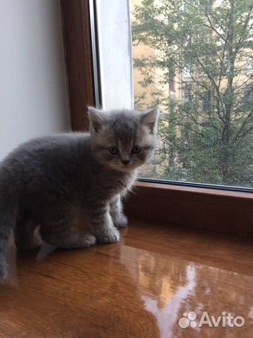 Британские котята