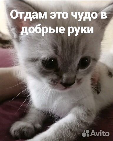 Котенок в добрые руки