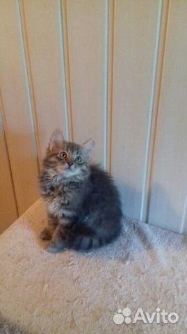 Котёнок-девочка для любви и дружбы