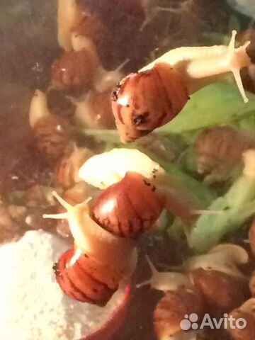 Улитка ахатина