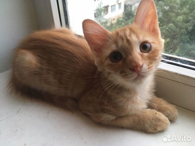 Отдам в добрые руки