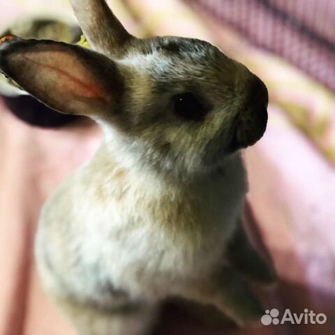 Декоративные кролики