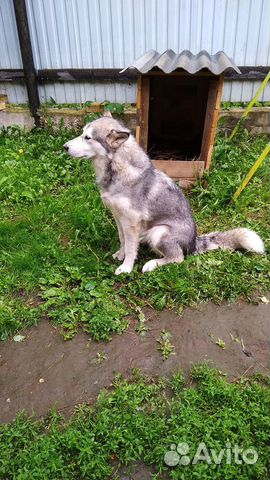 Продам суку маламута