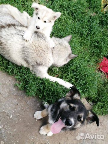 Отдам щенят в добрые руки. Помесь хаски и овчарки