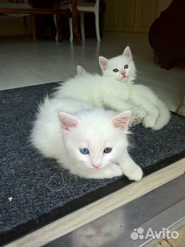 Белоснежные разноглазые котята Турецкой ангоры