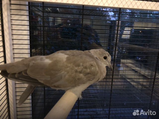 Кольчатая горлица - молодая самка