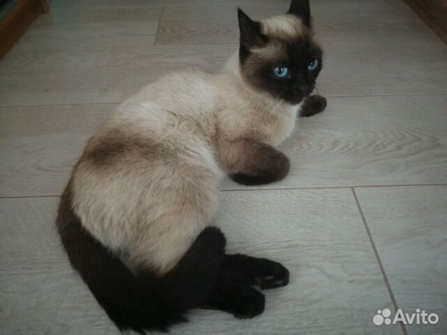 Кошка
