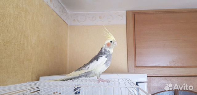 Попугай Карелла с клеткой
