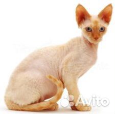 Канадский сфинкс