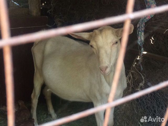 Продаются козы и козлята