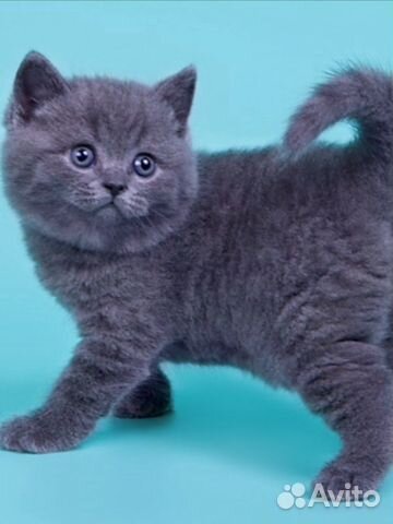 Плюшевая британочка