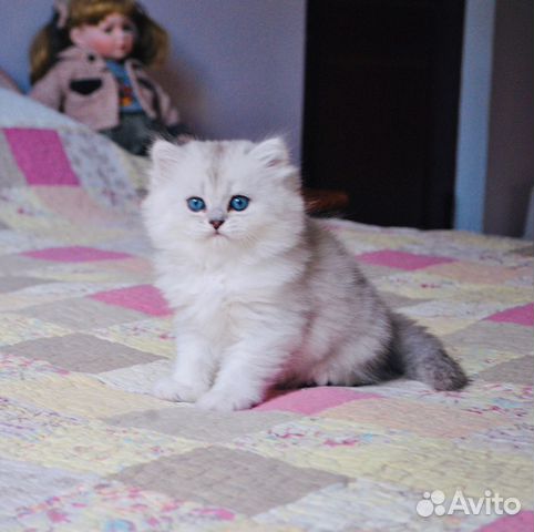 Роскошный котёнок британской серебристой шиншиллы