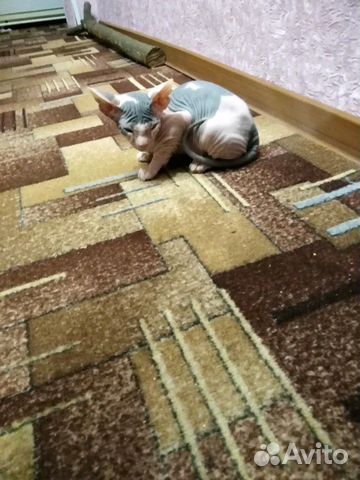 Донской сфинкс