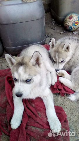 Продаю щенков хаски