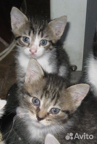 Красивые котята