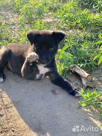 Щенок с философским характером