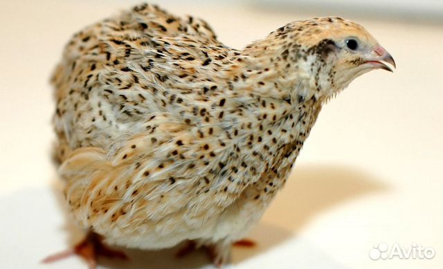 Перепела разных пород, фазаны румынские, куры