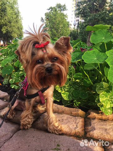 Йоркширский терьер