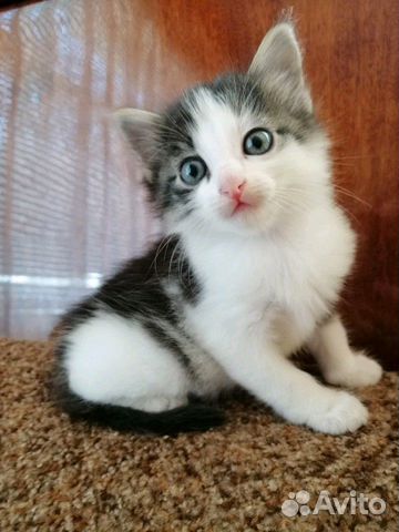 Милый котенок ищет хозяев