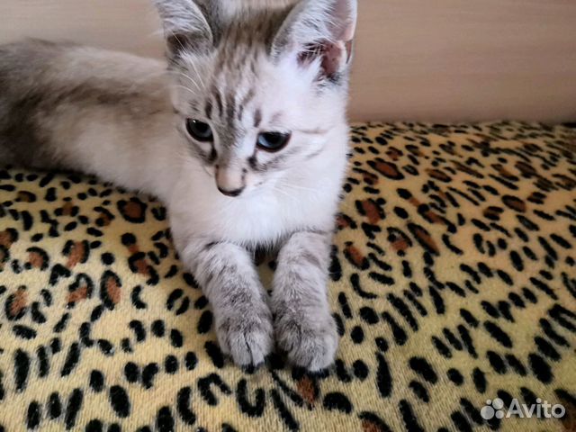 Котенок в добрые руки