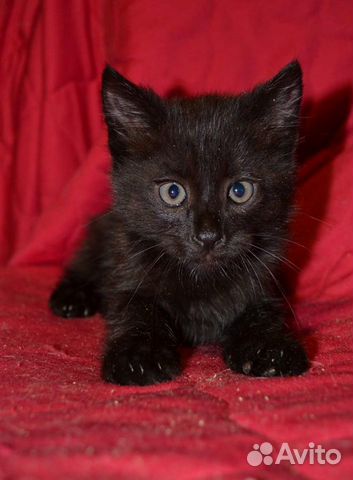 Шикарные, плюшевые комочки - черные котята
