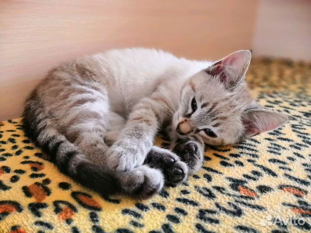 Красивый котенок в добрые руки