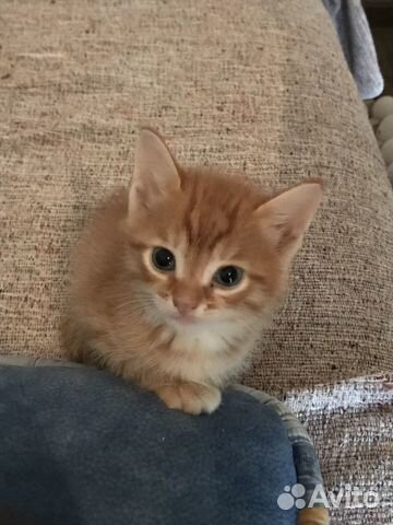 Отдам рыженького котёнка