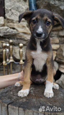 Отдам замечательных щенков