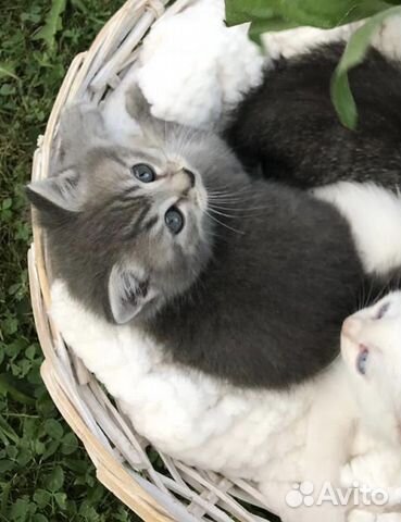 Продам красавца мальчишку