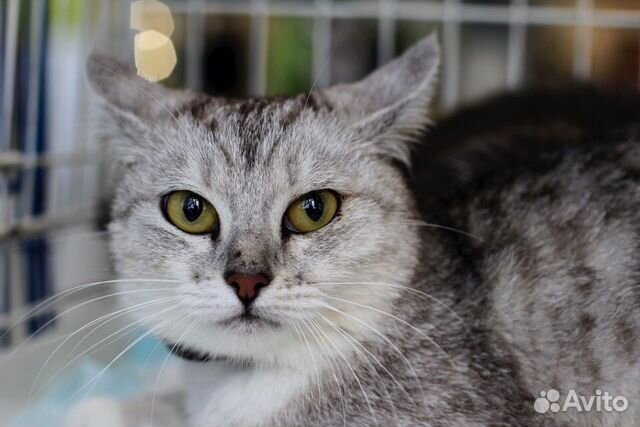 Кошка в добрые руки