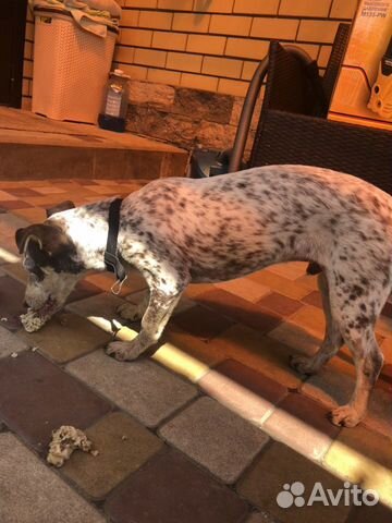 Собачка даром найдена сегодня ищу хозяев старых (н