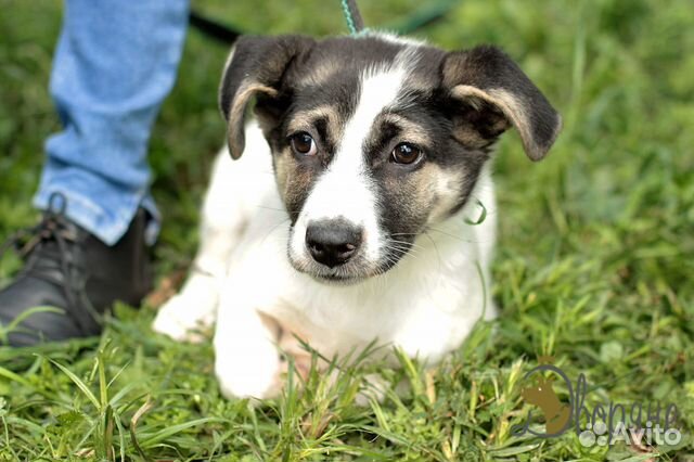 Ариш - метис таксы и бульдога