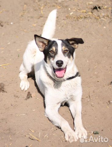 Шумка ищет дом