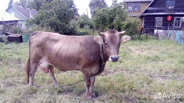 Корова швиц