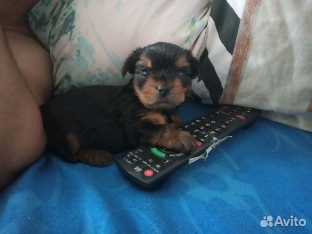 Милые щеночки