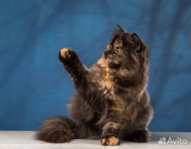 Очаровательная британская кошечка