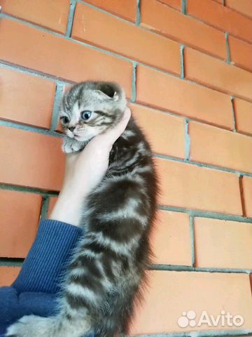 Шотландская скотиш фолд девочка