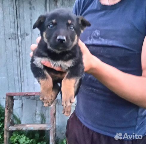 Метисы в добрые руки