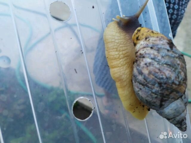 Африканские улитки