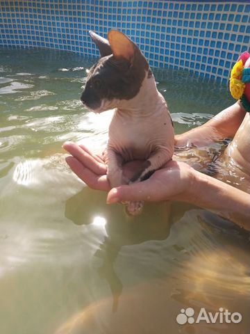 Продам кошку канадского сфинкса, возраст 1 год